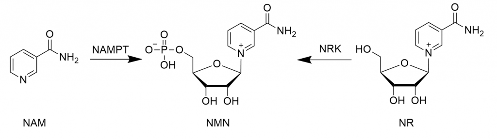 火爆全球的NMN，背后的作用原理究竟是什么？ – nmn.cn