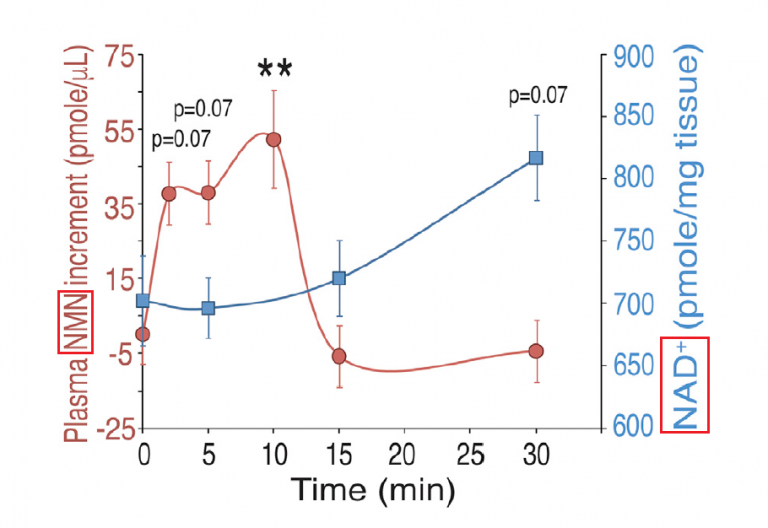 火爆全球的NMN，背后的作用原理究竟是什么？ – nmn.cn